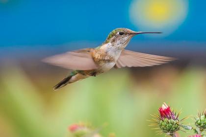 Wildlife Explorers | City of Chandler
