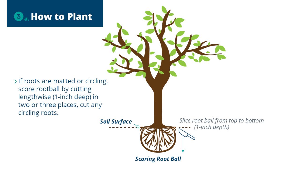 Guidelines for Planting Trees in the Desert | City of Chandler